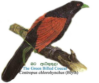 Bird's in Sri lanka (Part 3) | Travel to Sri Lanka