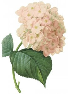 A Catholic Mom in Hawaii: Flowers for a Mary's Garden