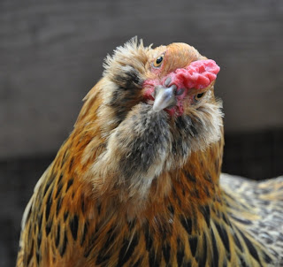 Paul Henry Furniture: Father hen