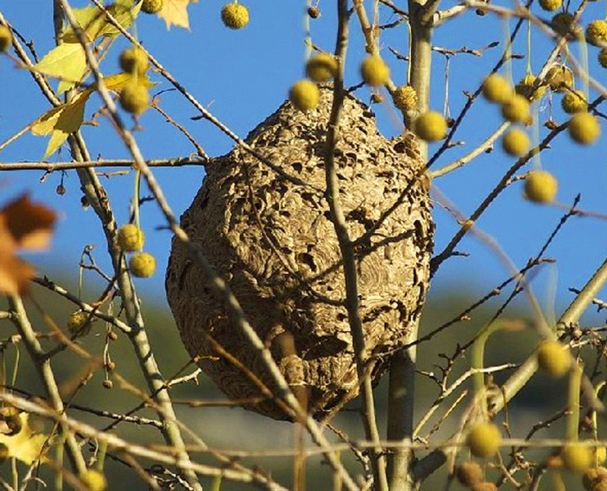 Associação Apícola do Minho: Ninho de vespas asiática ( Vespa Velutina)