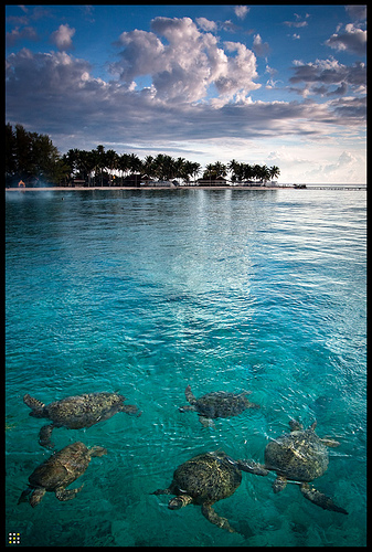 kuta beach beauty: Derawan Island : Borneo's Under the Sea Paradise
