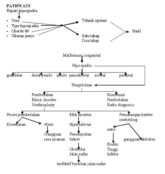 PATHWAY HIPOSPADIA