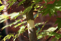 Beginning Bonsai: Maple Air-layer