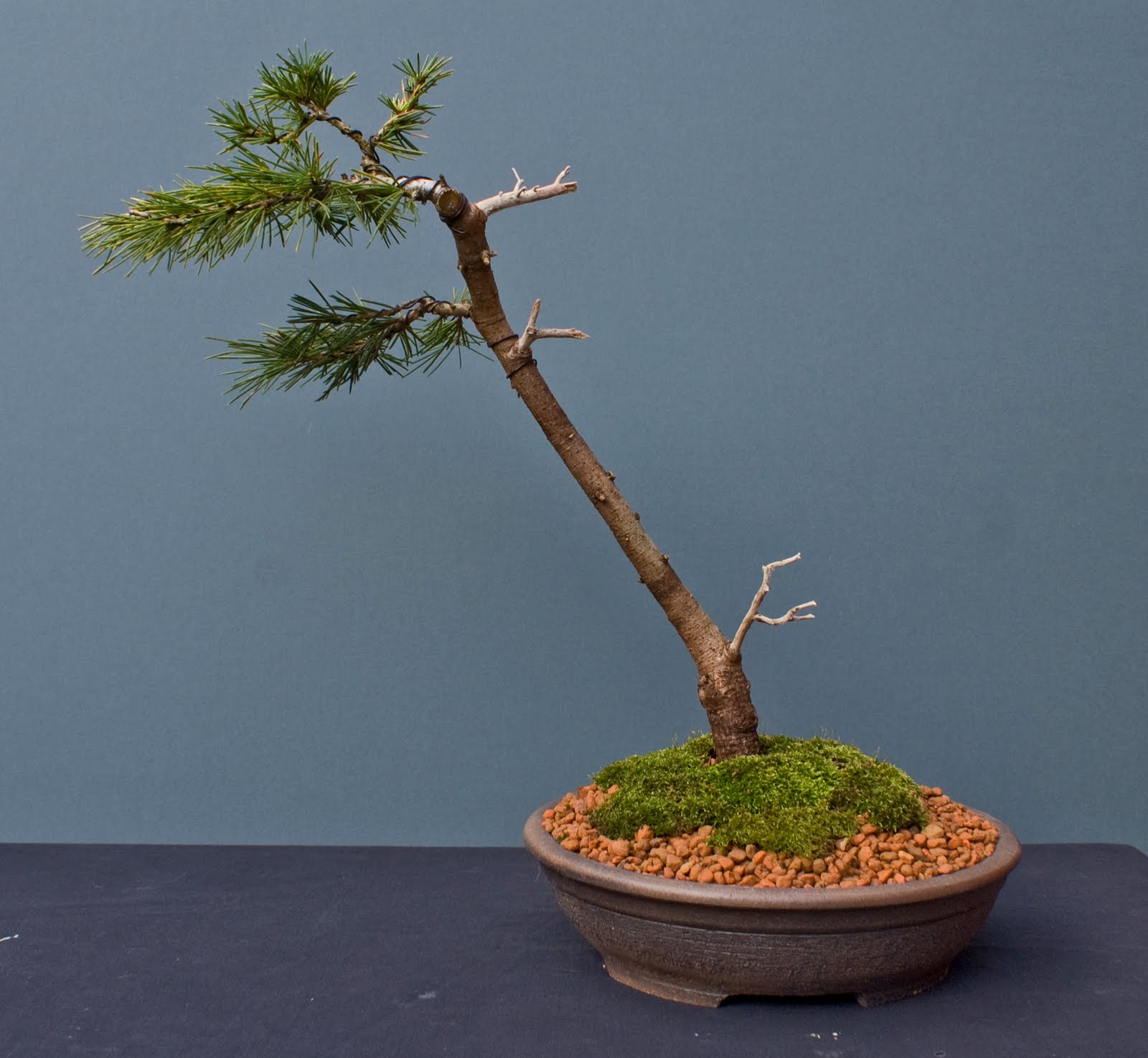 Beginning Bonsai: Weetrees Bunjin Competition