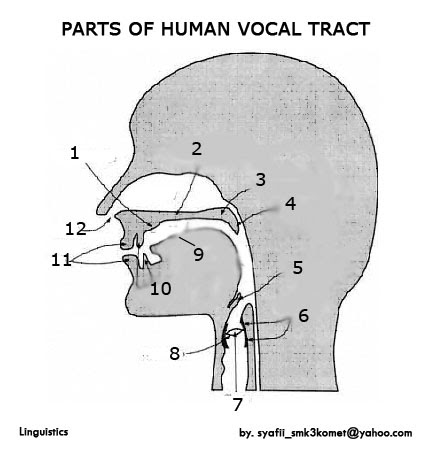 A Phonology of English: Parts of Human Vocal Tract