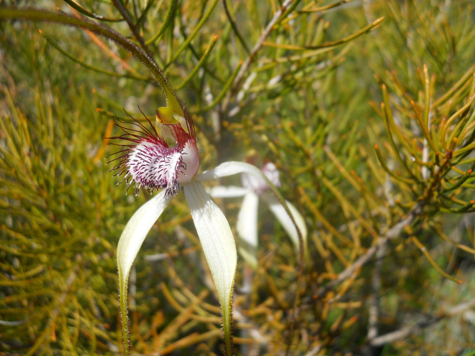Right Around We Go: Western Flora Caravan Park: