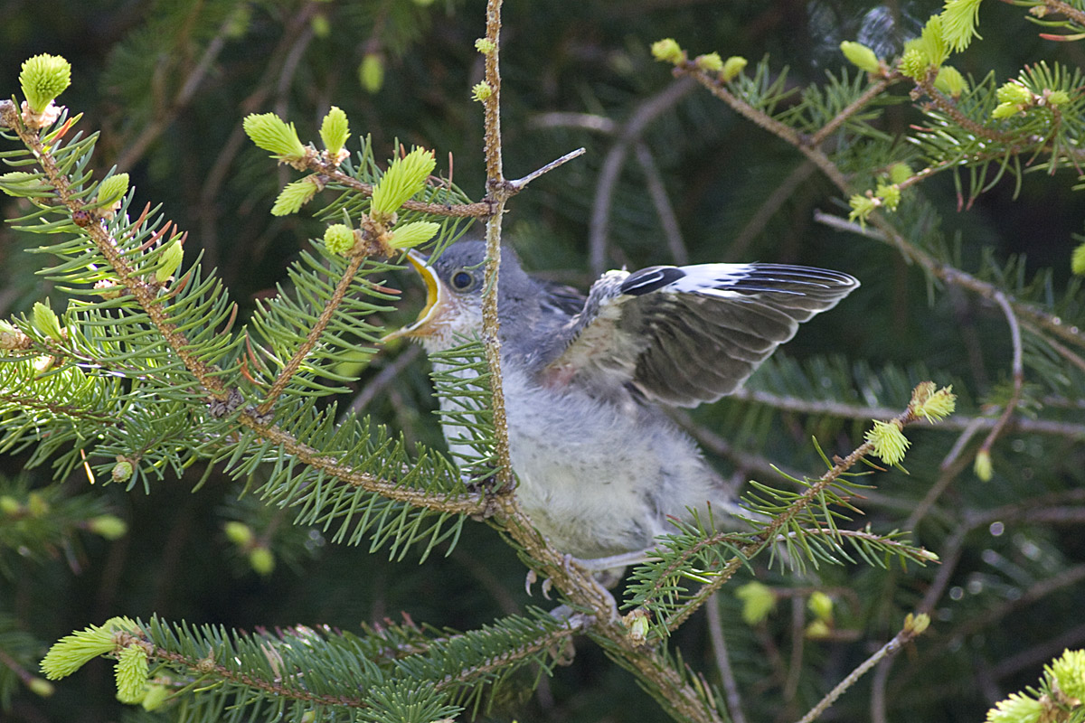 Ann Brokelman Photography: Baby Mockingbird flapping wings May 14, 2010