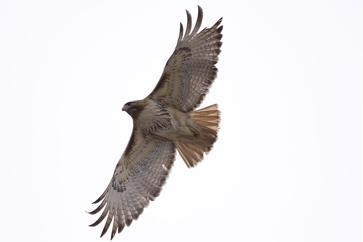 Ann Brokelman Photography: Turkey Vulture - Red Tailed hawk March 26, 2010