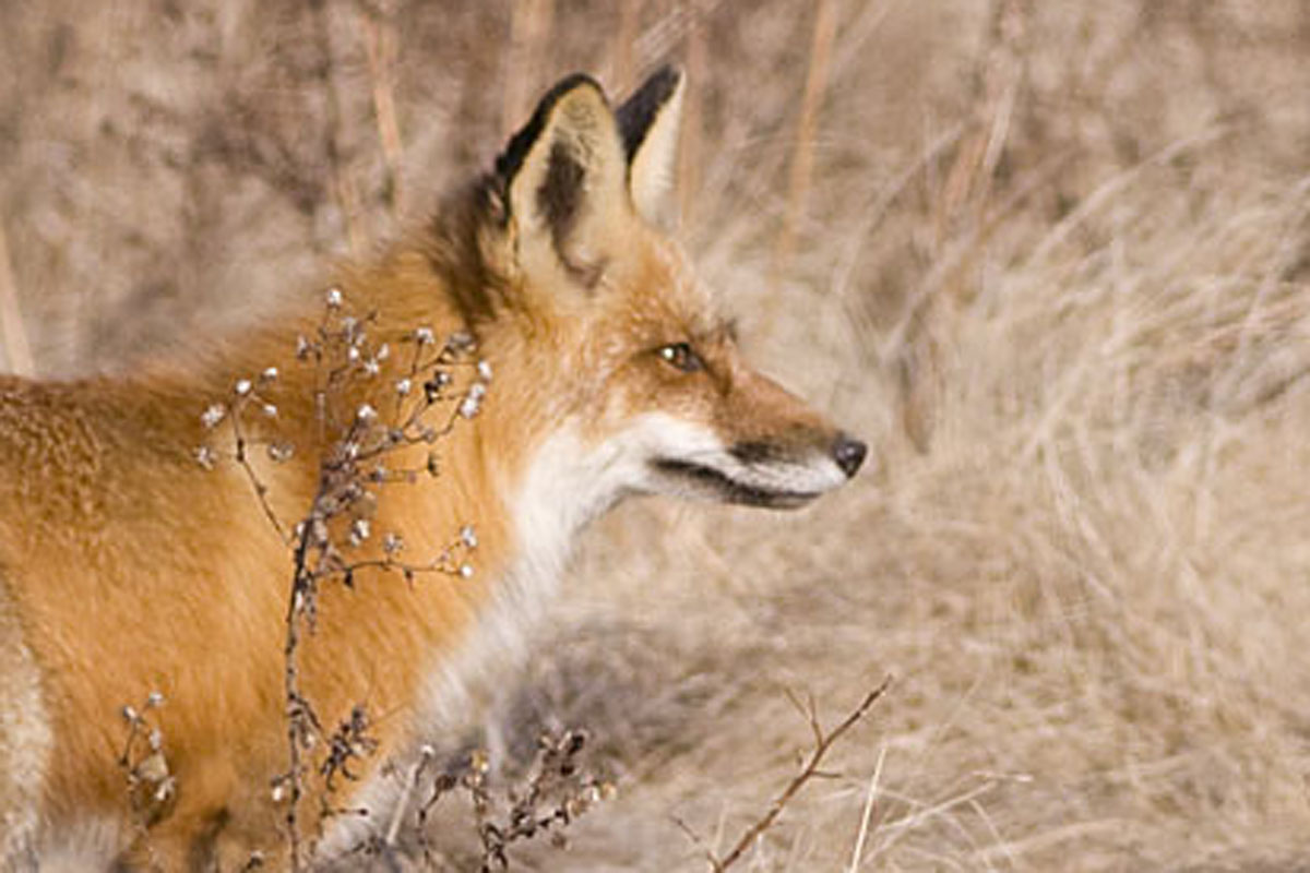 Ann Brokelman Photography: Fox - first year fox hunting in the bush ...