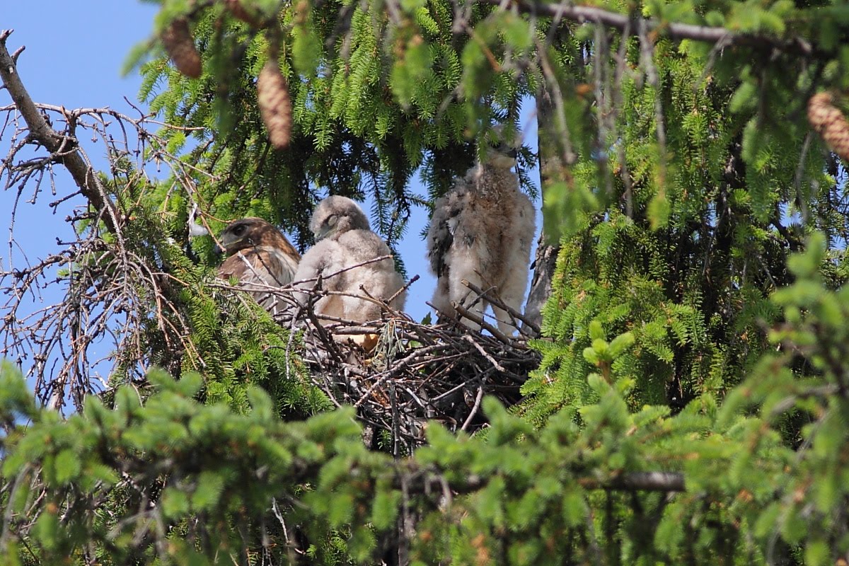 Red-Tailed Hawk Nest 2009-2017: Red-Tailed Hawks all seen - 2 adults ...