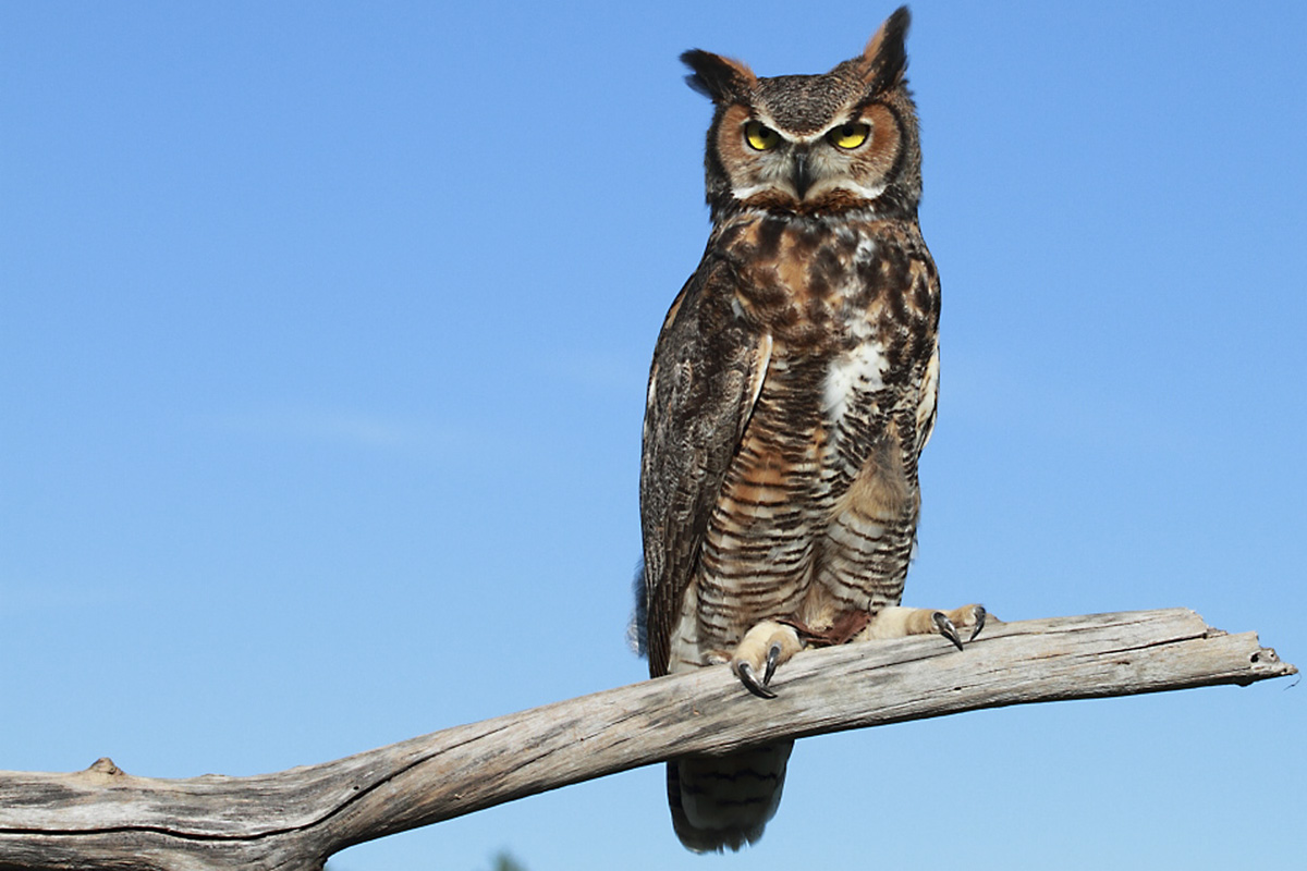 Ann Brokelman Photography: Great horned owl - Year old - May 31, 2010