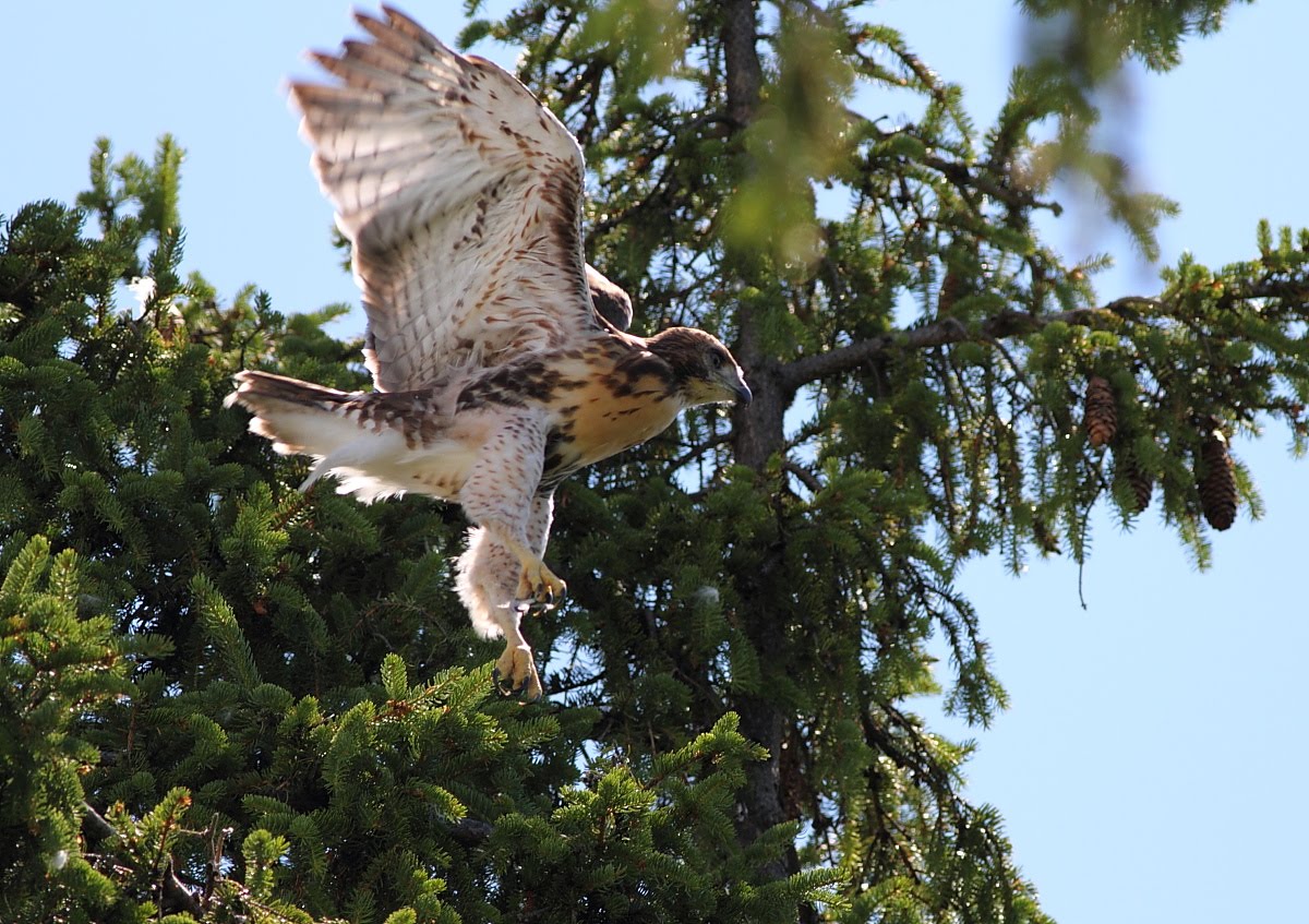 Red-Tailed Hawk Nest 2009-2017: First Flight of the Eyas - June 11, 2010