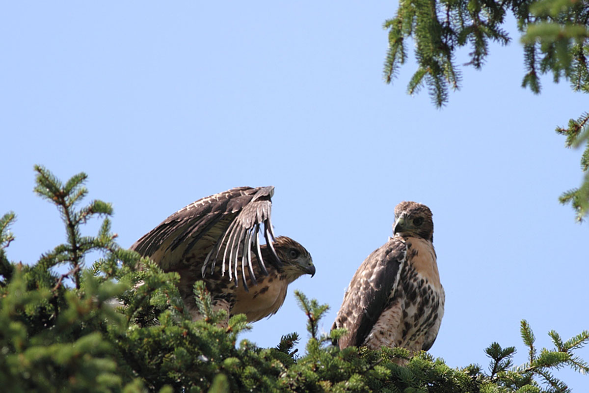 Red-Tailed Hawk Nest 2009-2017: Eyas - Red-Tailed hawk Babies June 16, 2010