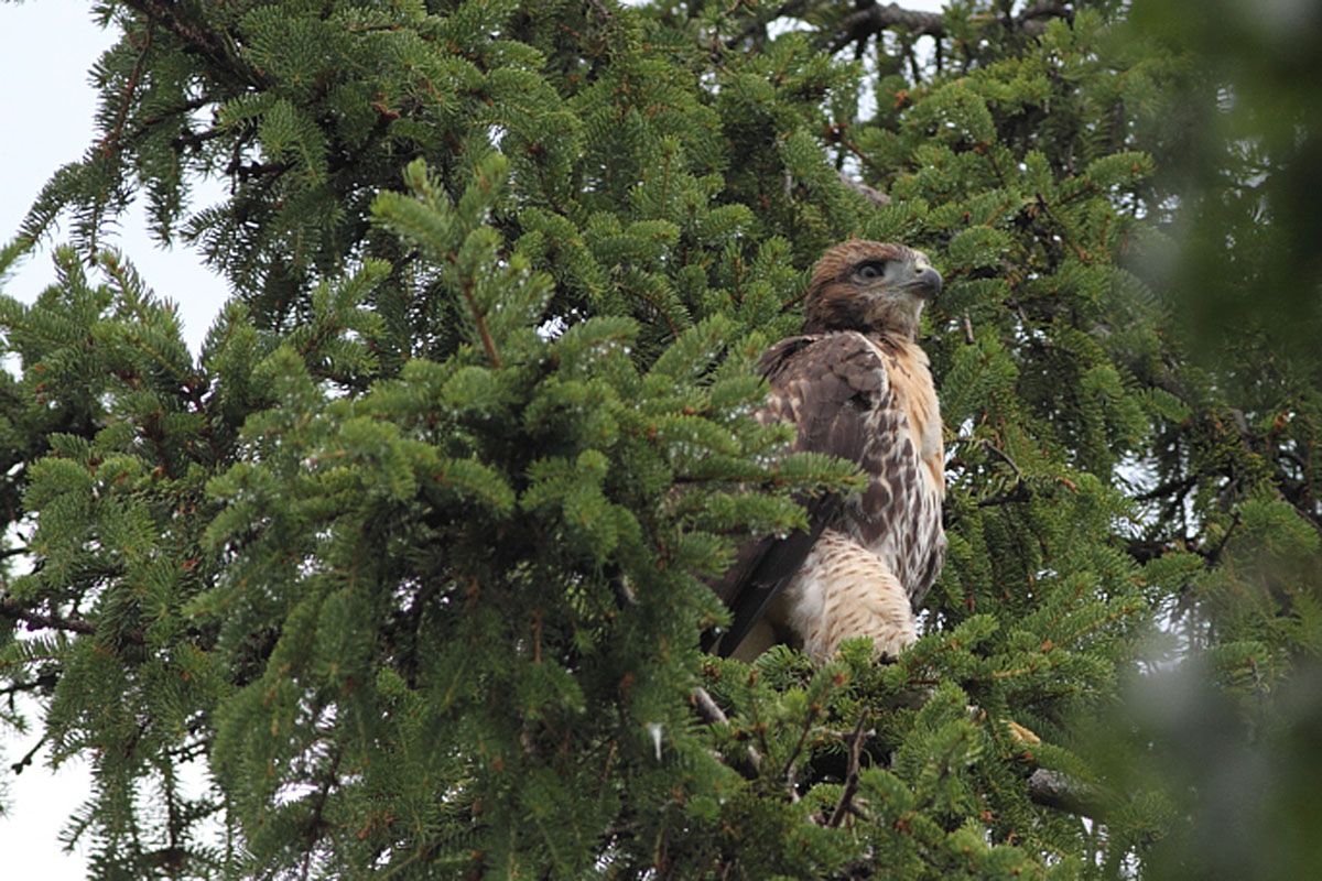 Red-Tailed Hawk Nest 2009-2017: Eyas - Red-Tailed hawk Babies June 16, 2010