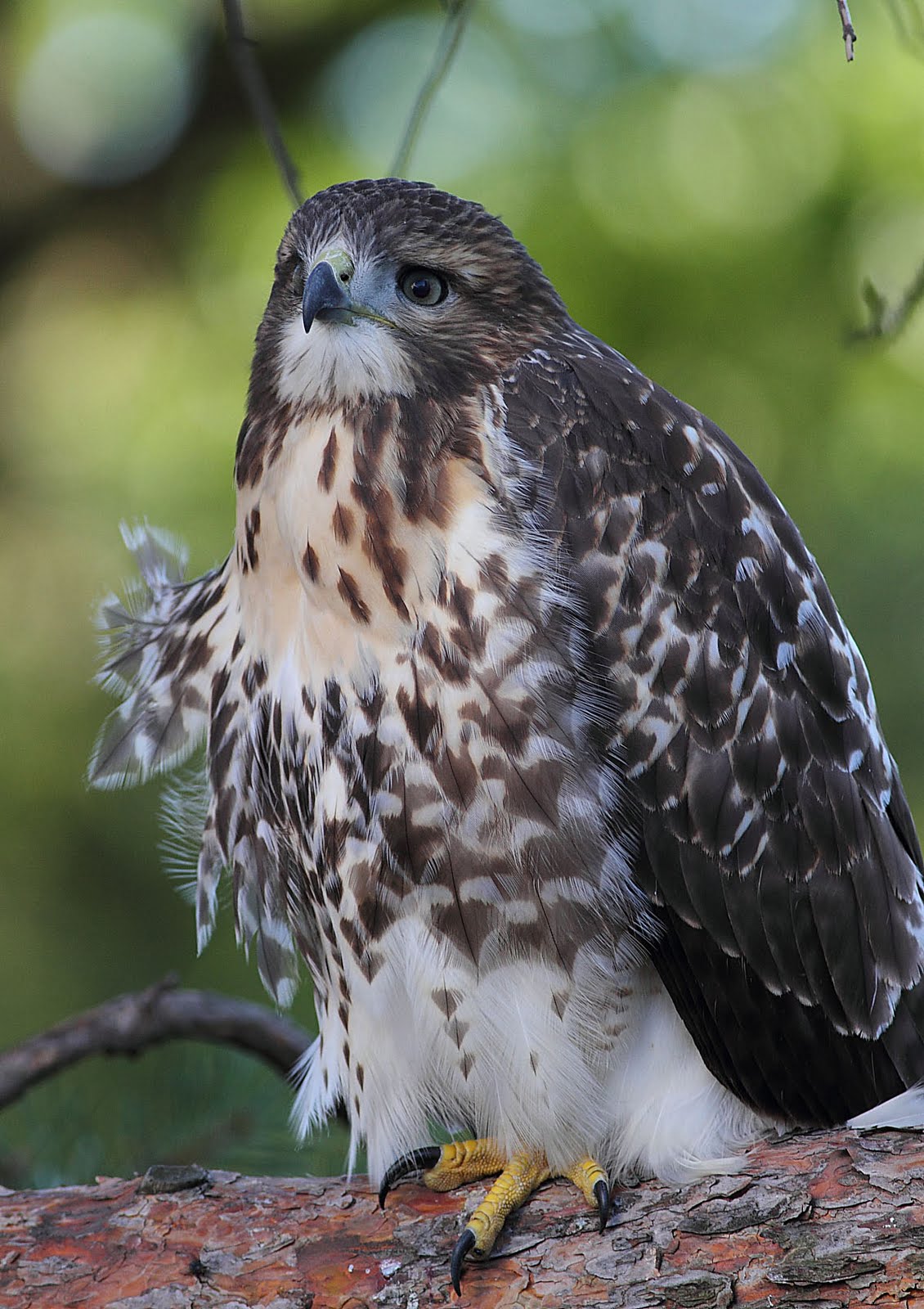 Red-Tailed Hawk Nest 2009-2017: Happy Canada Day - all 3 Juvenile Red ...