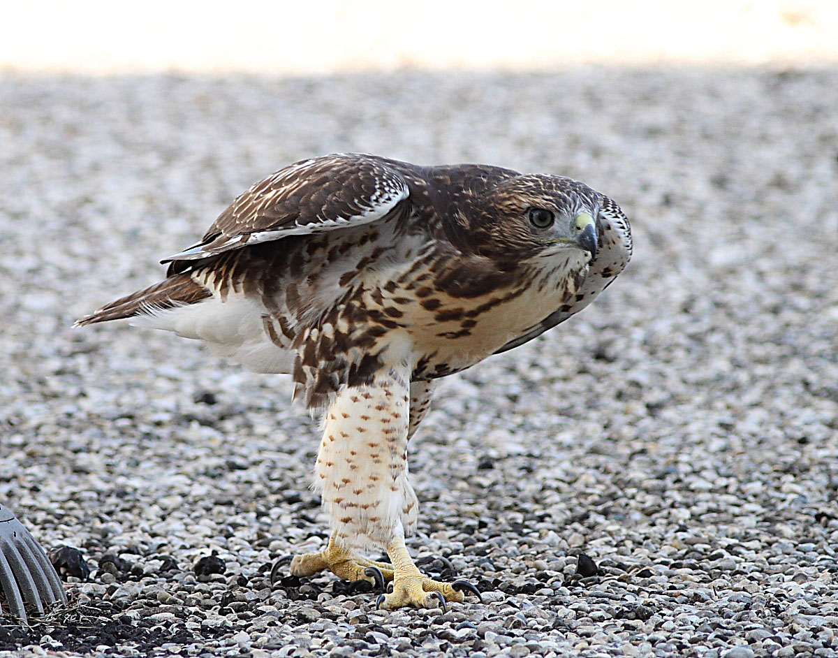 Red-Tailed Hawk Nest 2009-2017: Red Tailed Hawk fledgling playing with ...
