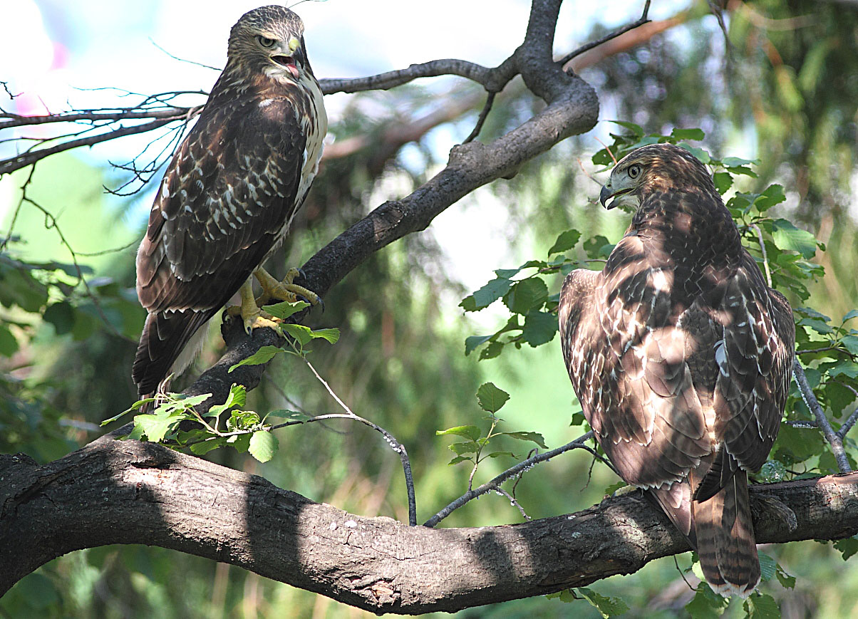 Red-Tailed Hawk Nest 2009-2017: Group Shots of the Red-Tailed Hawks ...