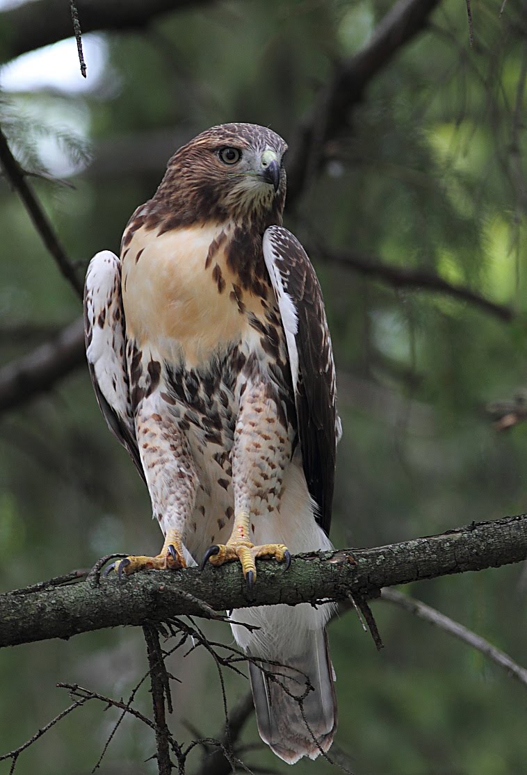 Red-Tailed Hawk Nest 2009-2017: Nice and Close to a young Red-tailed ...