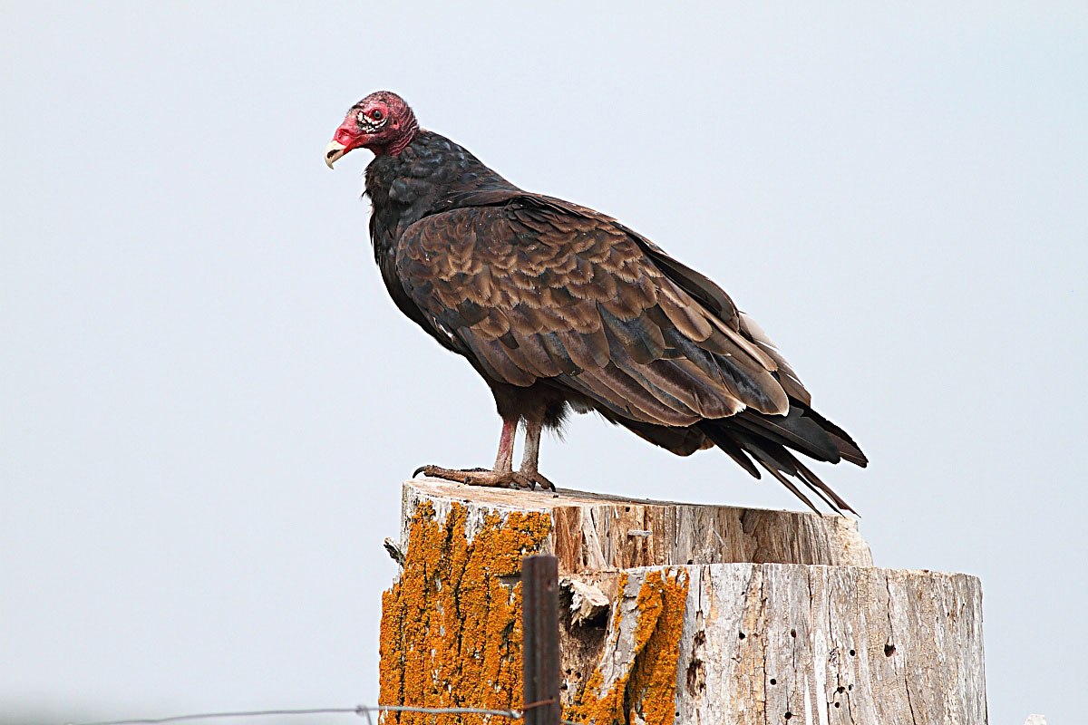 Ann Brokelman Photography: Juvenile Turkey Vulture - gray/black face ...