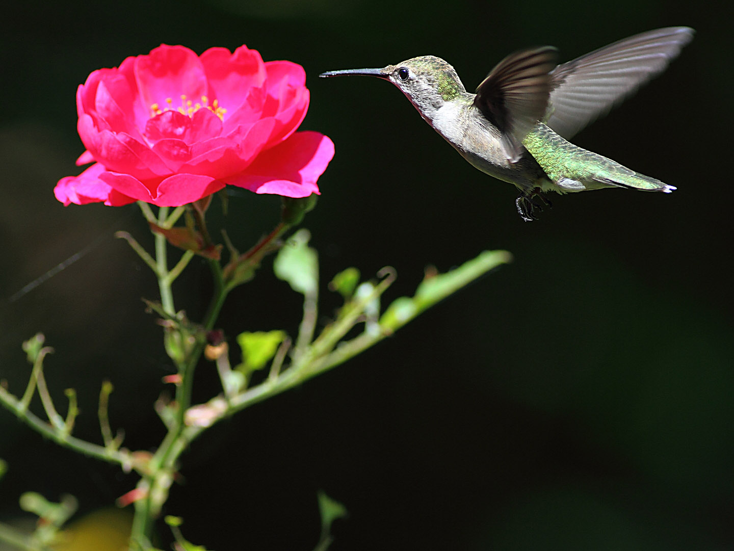 Ann Brokelman Photography: Ruby Throated Hummingbirds at a Rose August ...