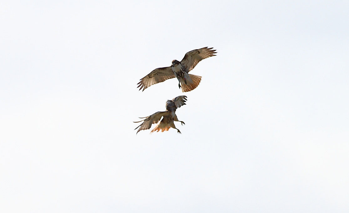 Ann Brokelman Photography: Red Tailed Hawk vs the Crows and Merlin Sept ...