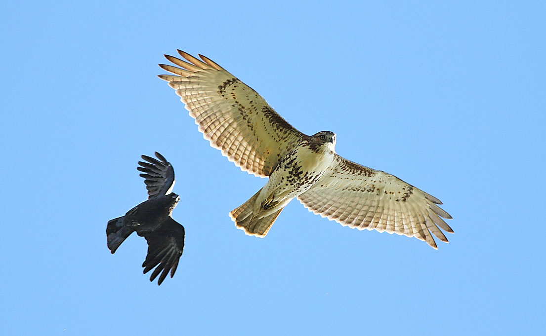 Ann Brokelman Photography: Red Tailed Hawk vs the Crows and Merlin Sept ...