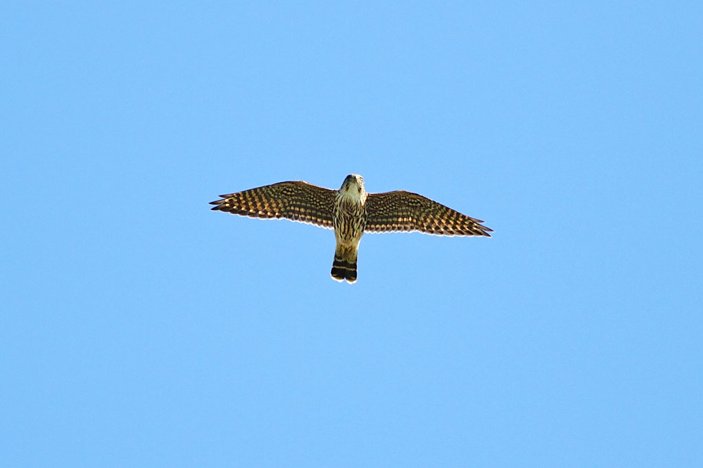 Ann Brokelman Photography: Red Tailed Hawk vs the Crows and Merlin Sept ...
