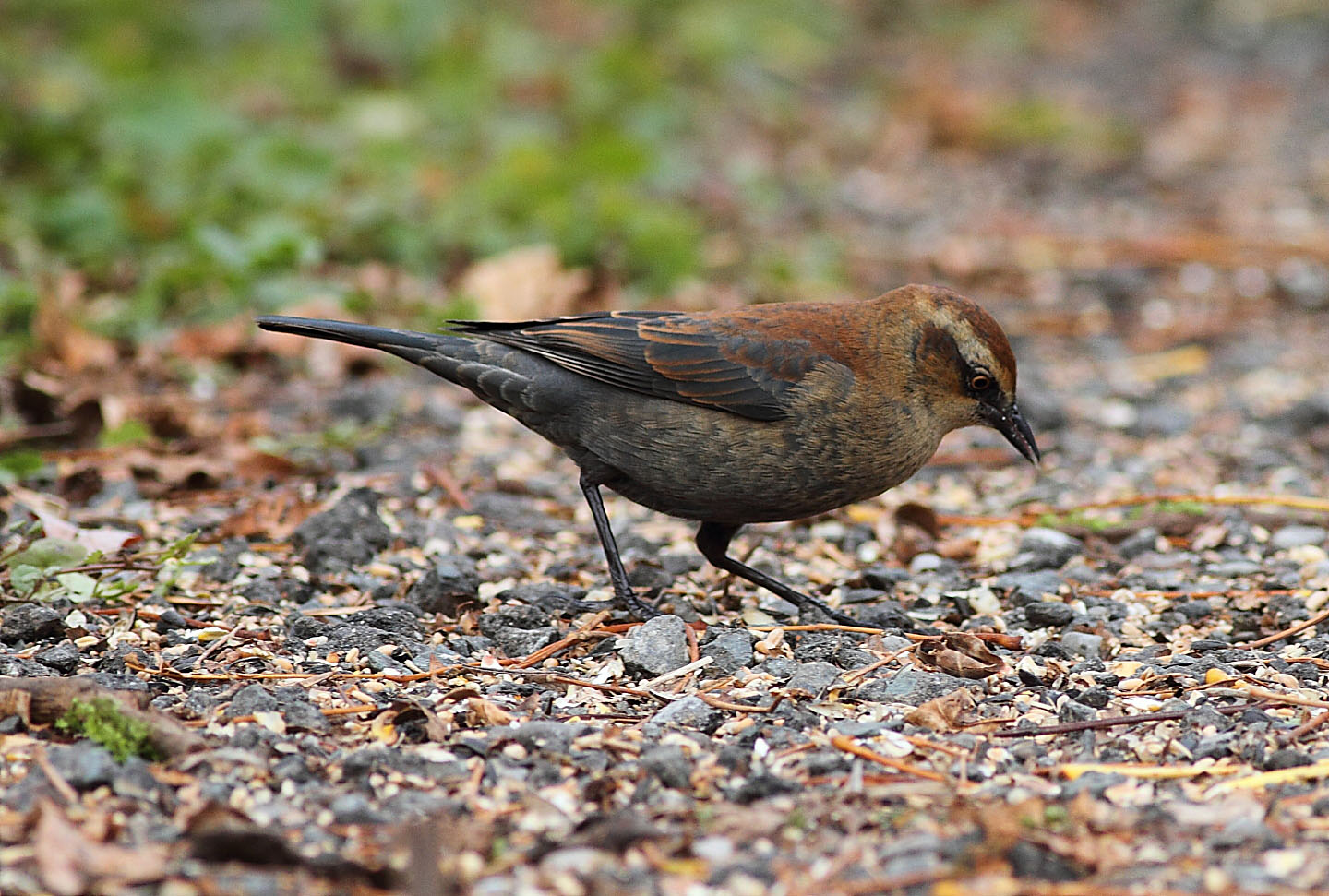 Ann Brokelman Photography: Rusty Blackbird, White Feather on a Red Wing ...