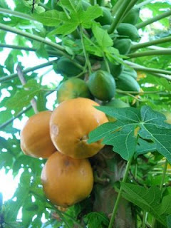 el Agronomo Valerano: Tremendo Negocio es la siembra de Lechosa