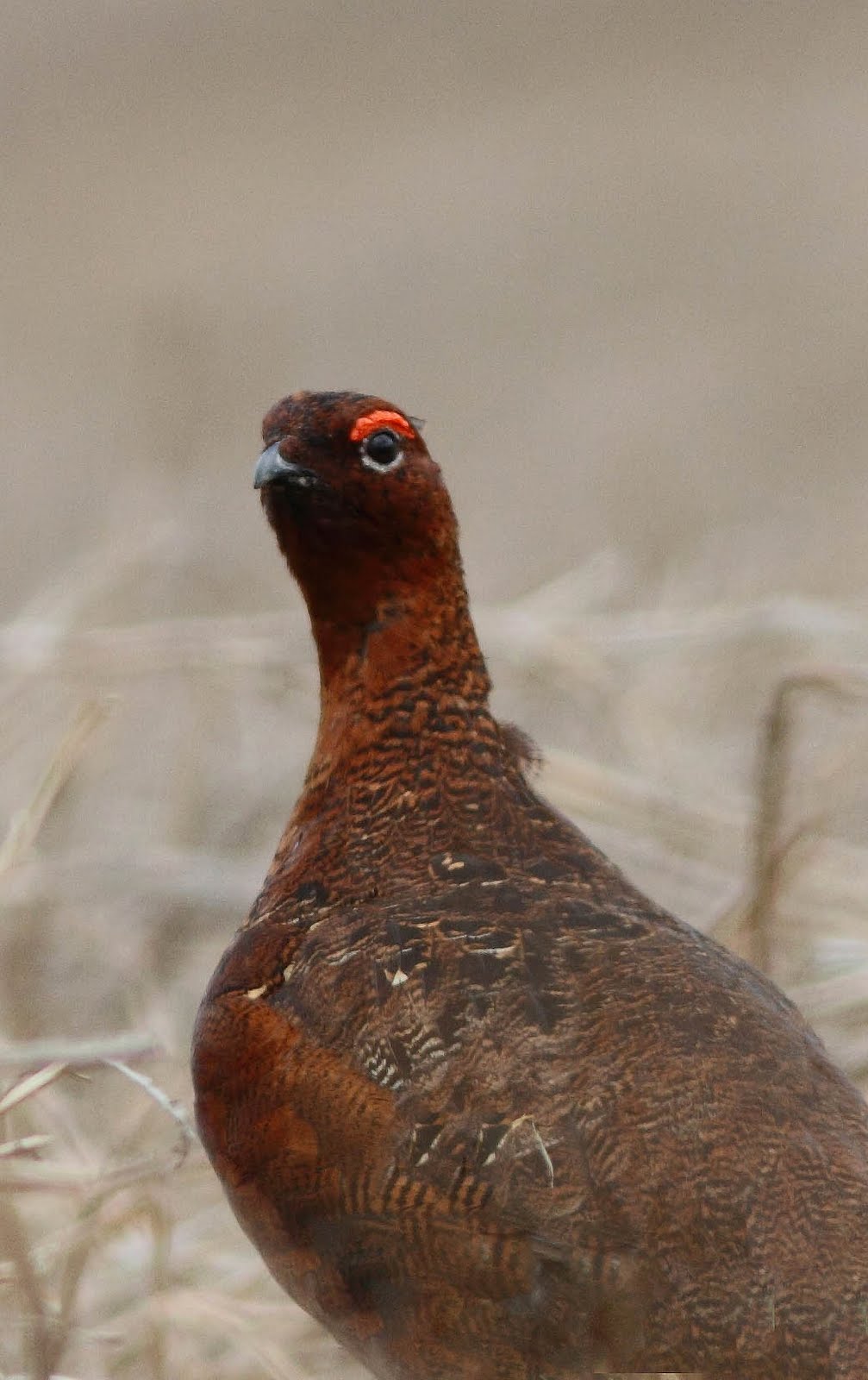 Dan's Wildlife Blog: Famous Grouse