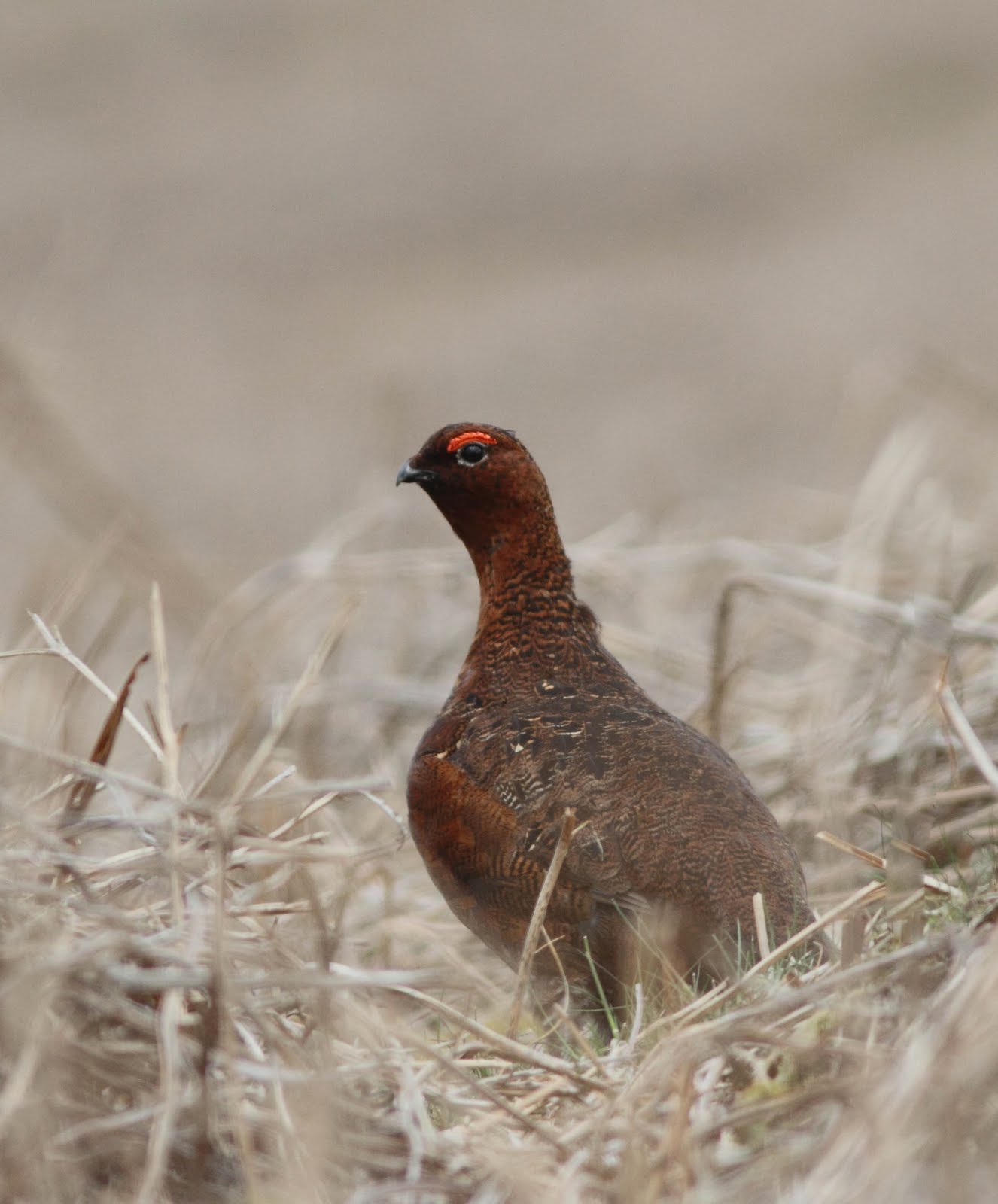 Dan's Wildlife Blog: Famous Grouse