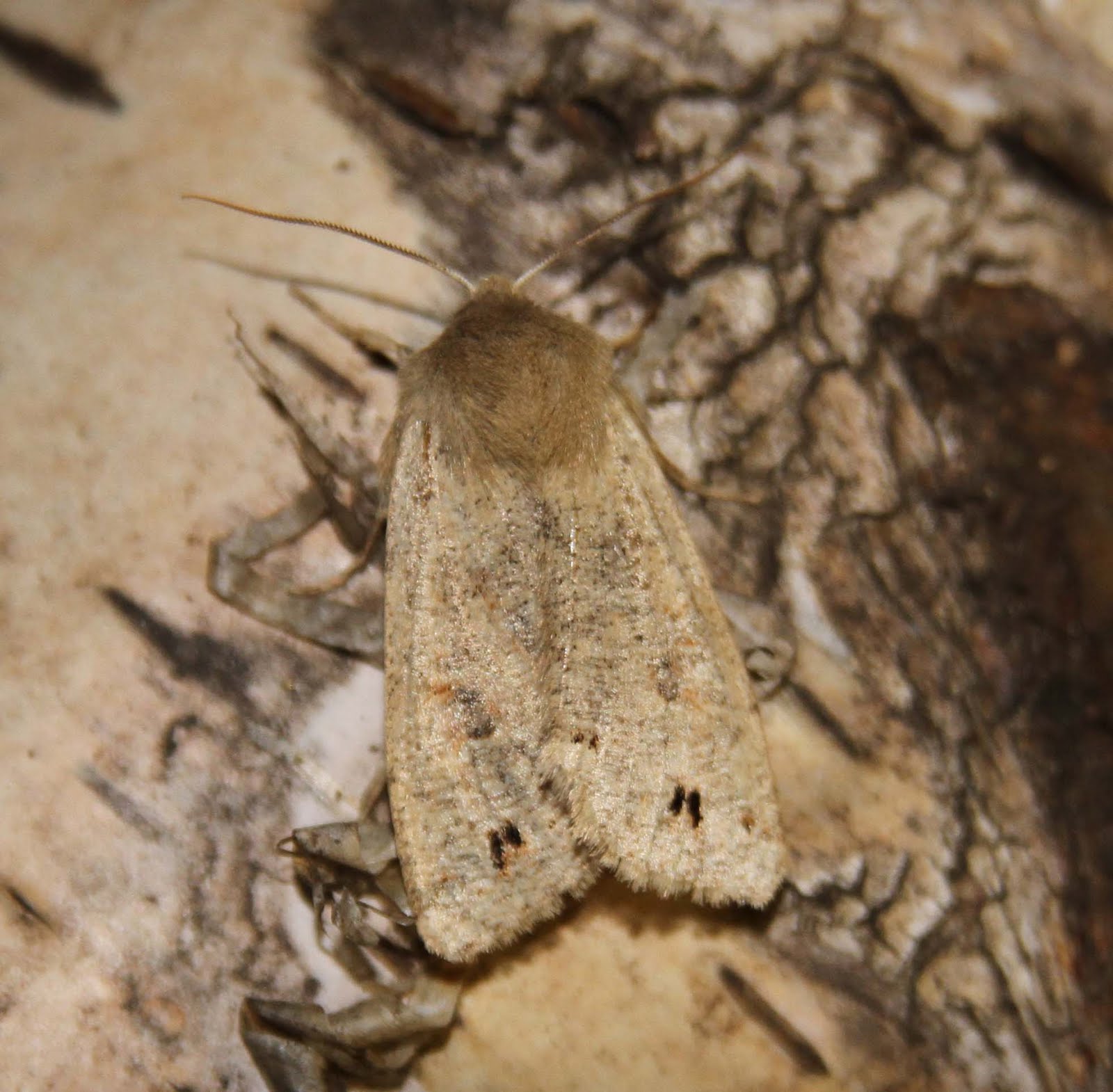 Dan's Wildlife Blog: Flitwick Moor - Beds Moth Group