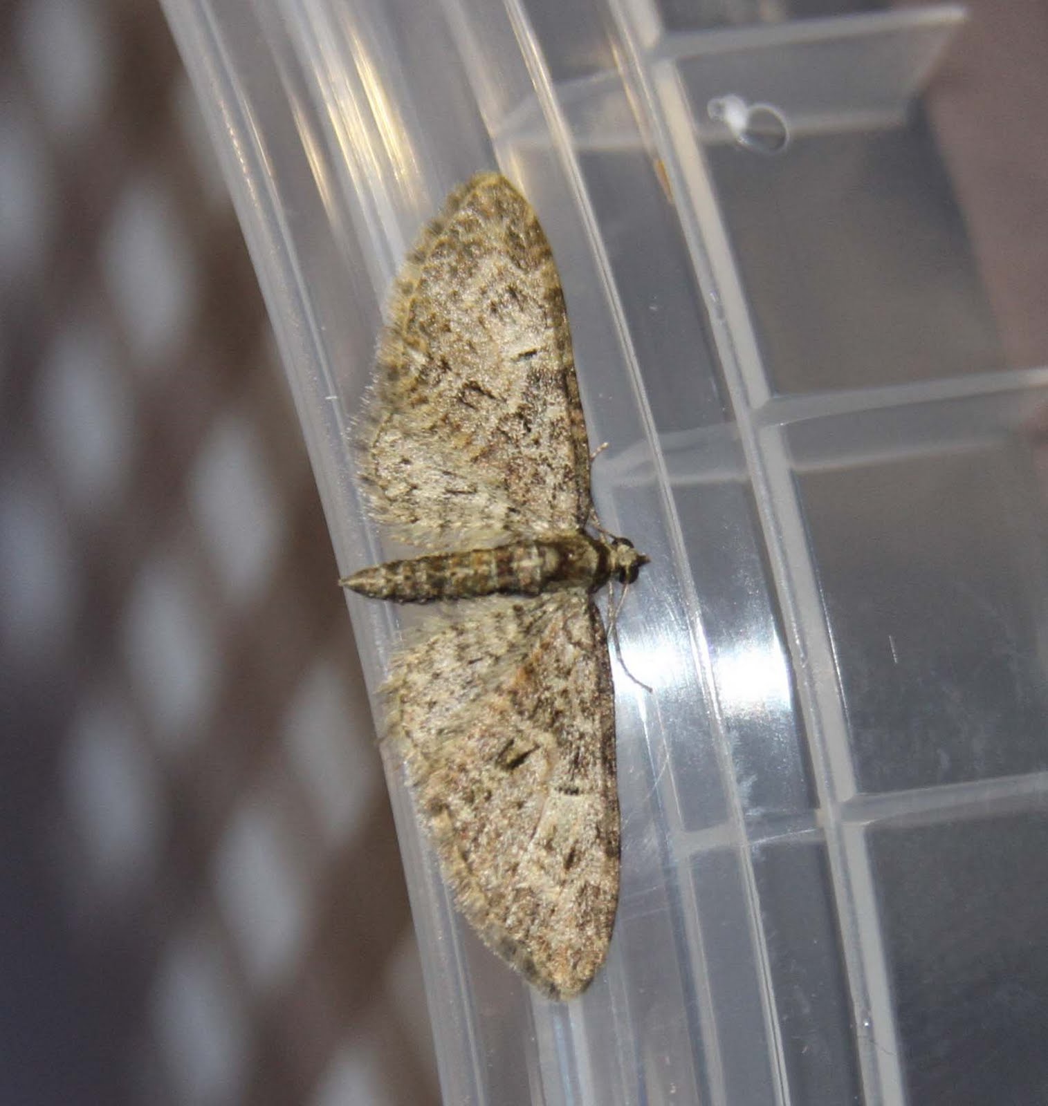 Dan's Wildlife Blog: Flitwick Moor - Beds Moth Group