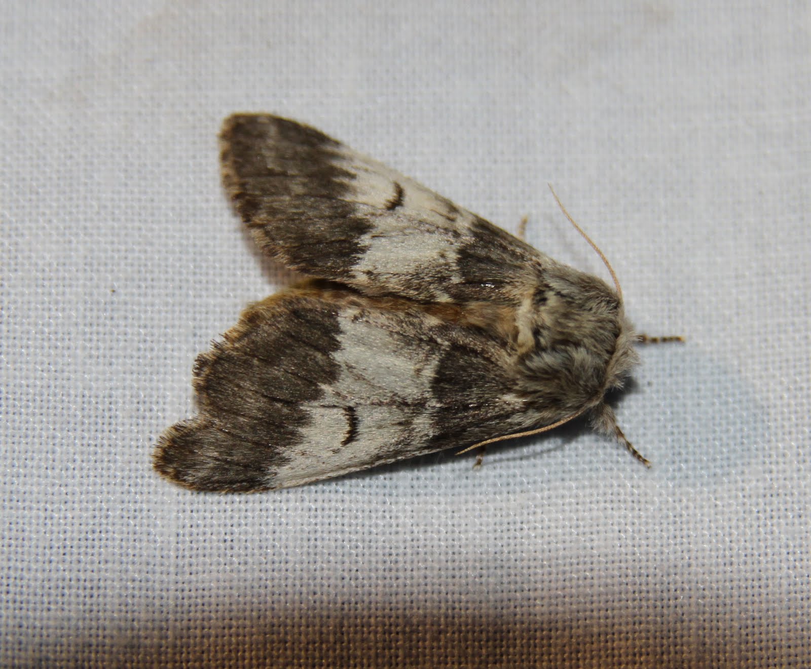 Dan's Mothing Blog: Coopers Hill Beds moths field night