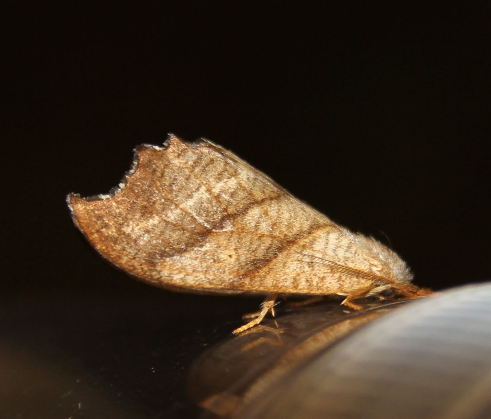Dan's Mothing Blog: Coopers Hill Beds moths field night
