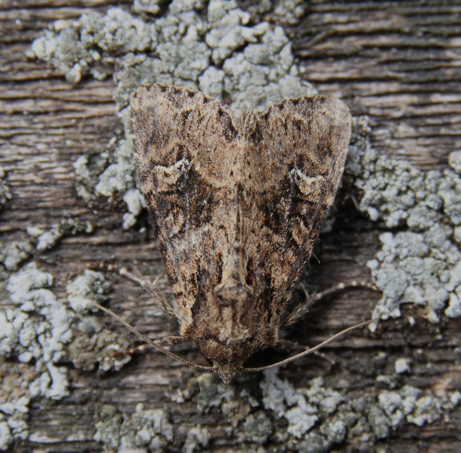 Dan's Mothing Blog: Garden moths