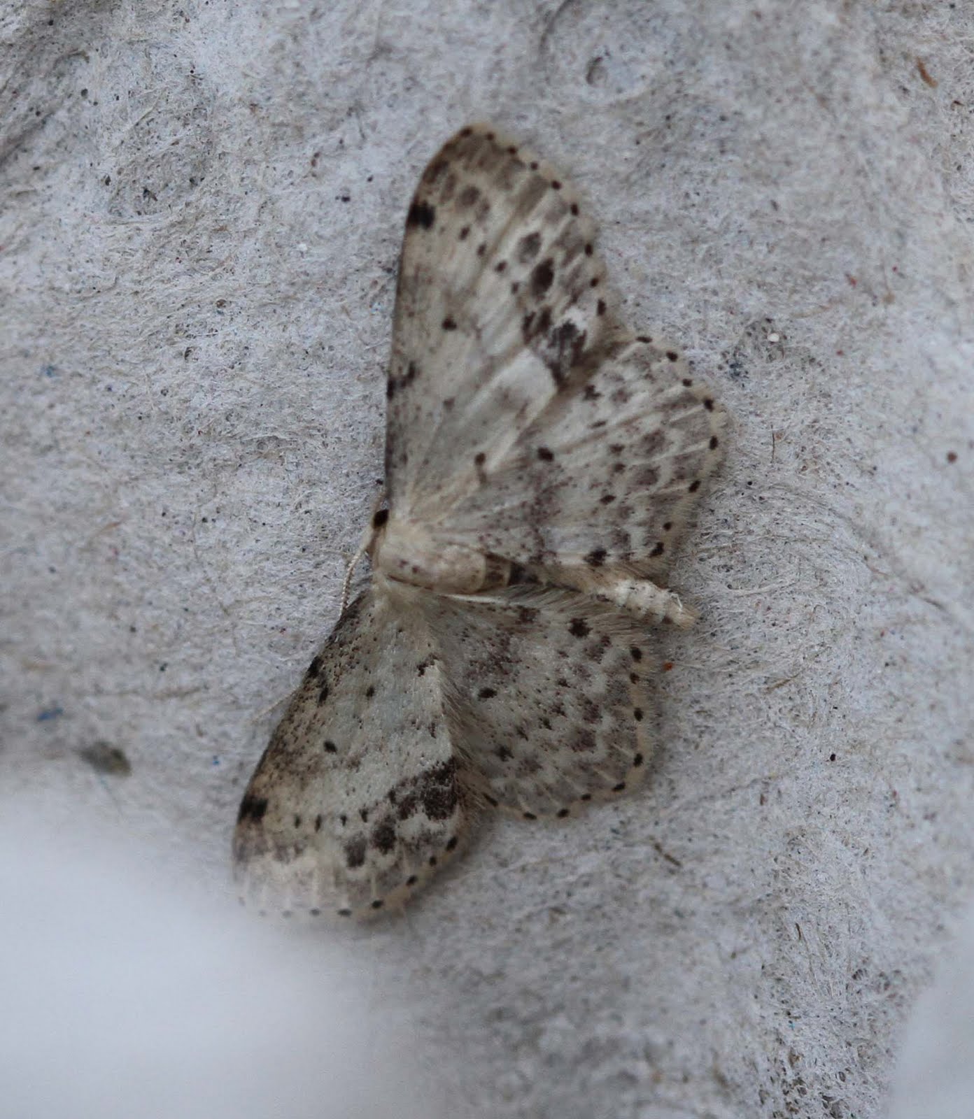 Dan's Mothing Blog: Garden moths