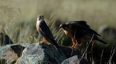 Birds in Peru: Aplomado Falcon, Moho 02.04.09
