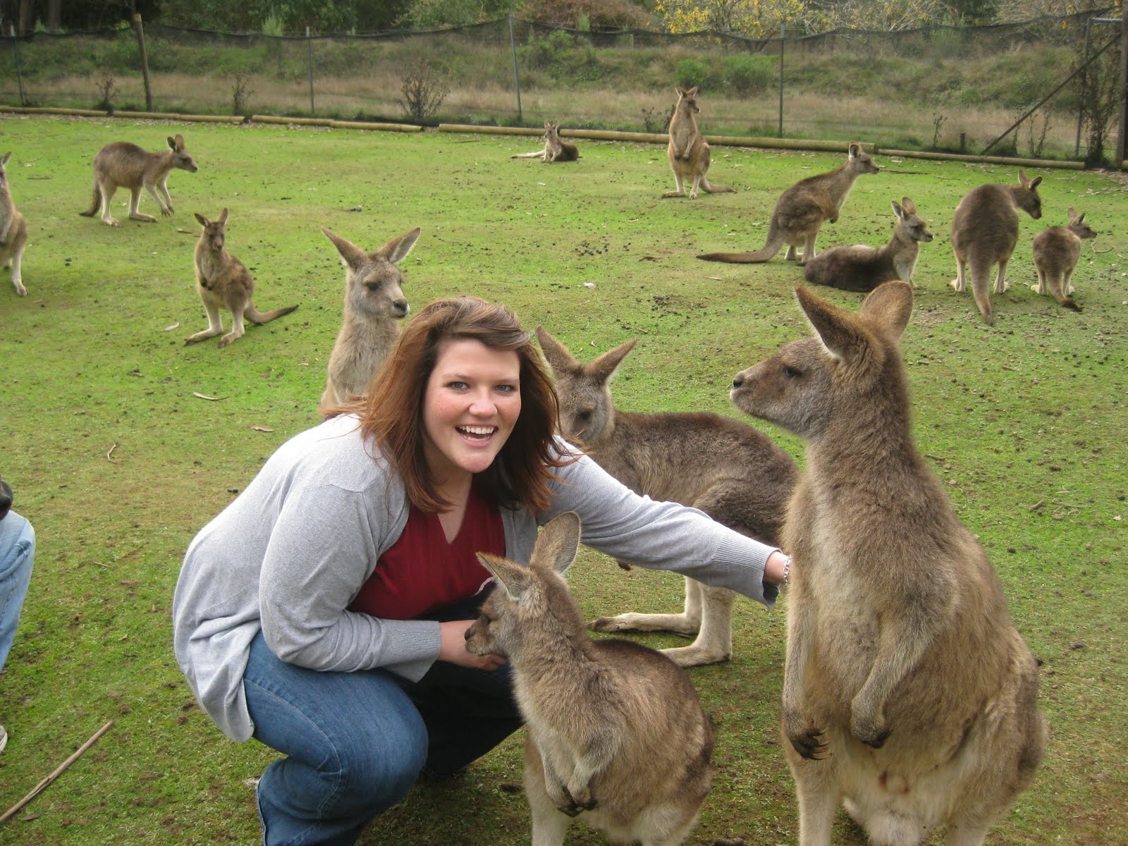 cmckinney: I want a pet Kangaroo