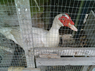 Kisah Itik Nila/muscovy/serati? | Jiwa Niaga