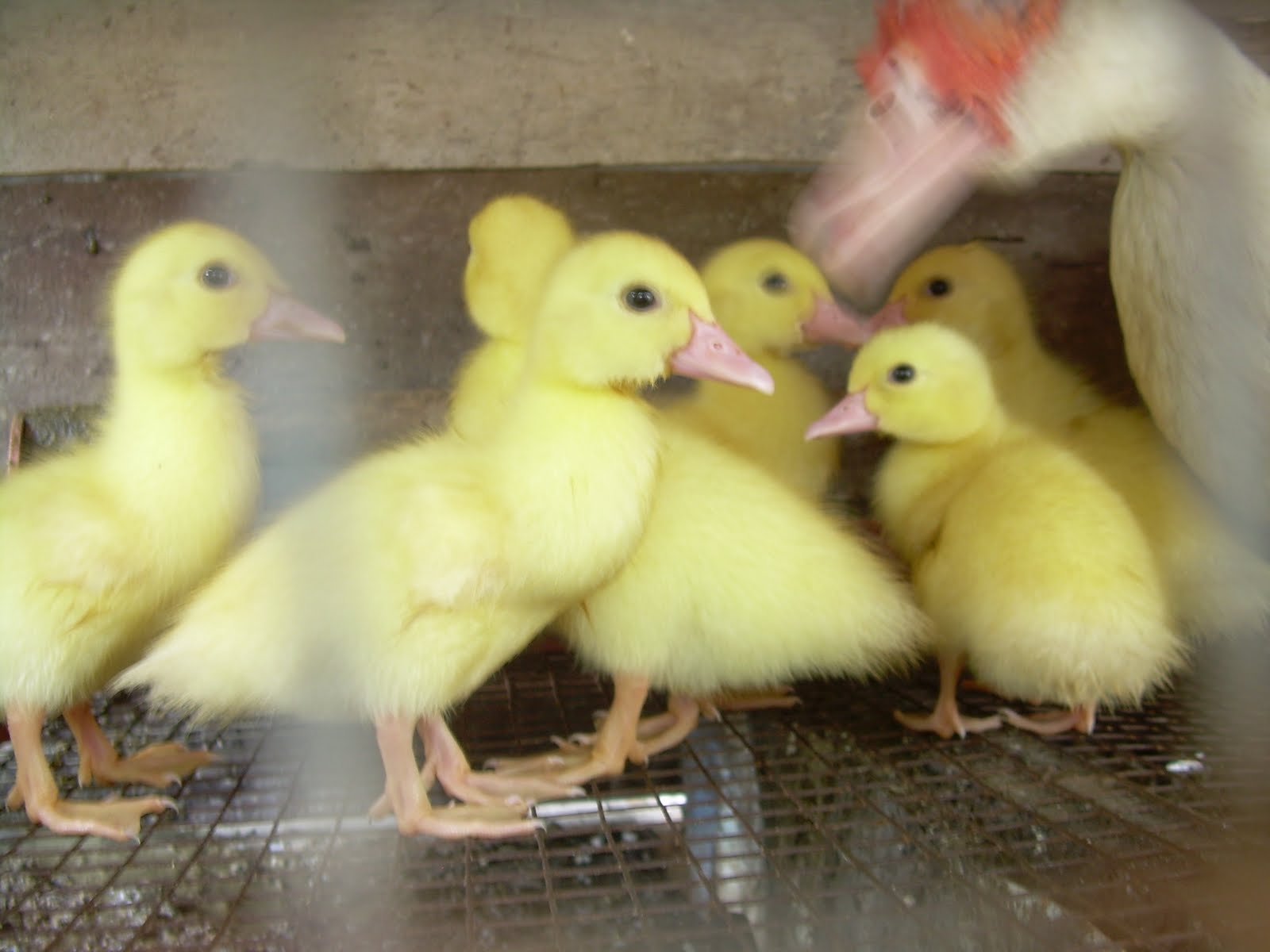 40+ Gambar Kartun Anak Itik Pictures