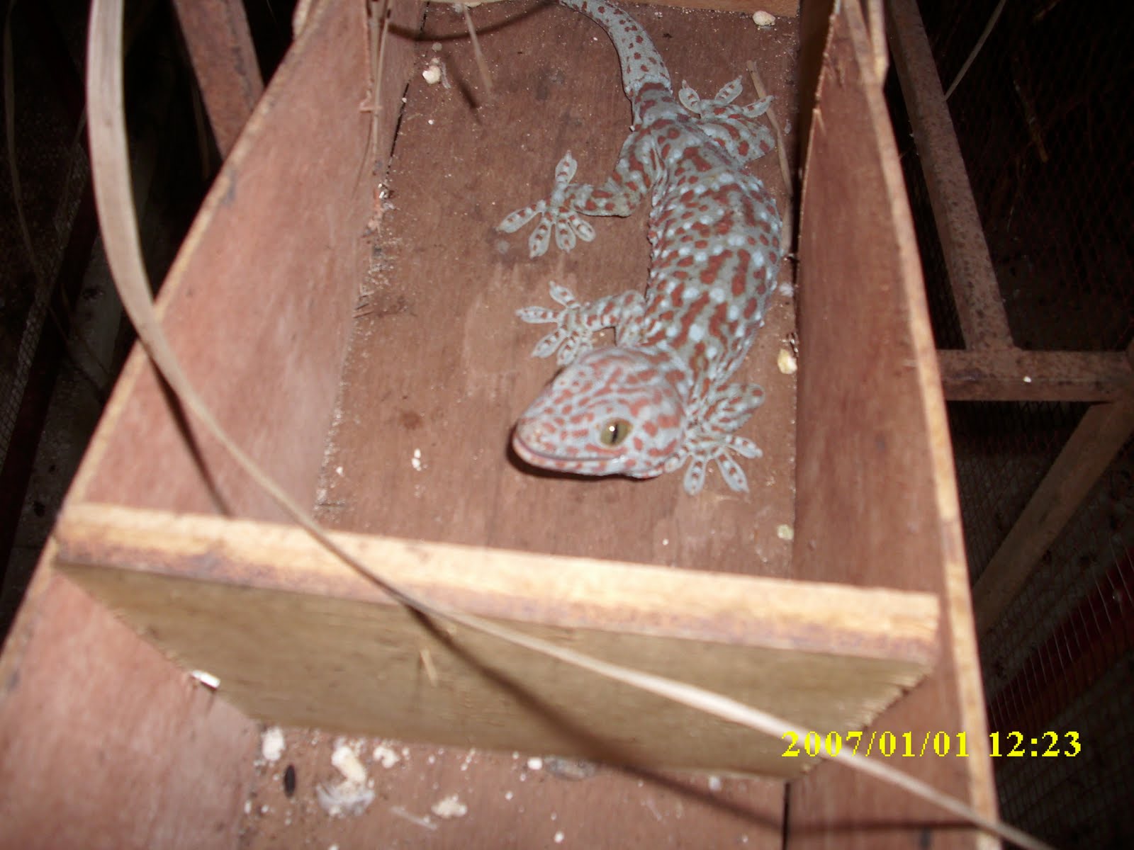 Cicak Tokek ialah Gecko