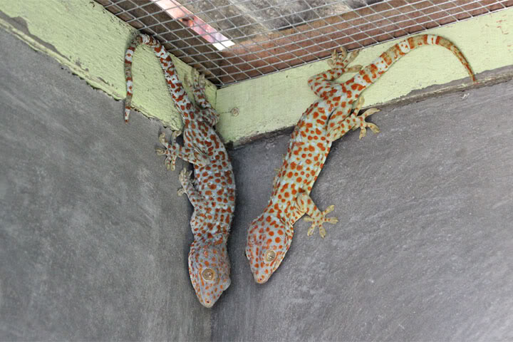 Cicak Tokek ialah Gecko: Galeri Cicak Tokek