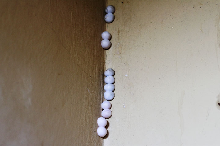 Cicak Tokek ialah Gecko