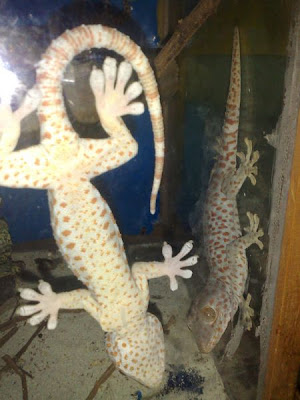 Cicak Tokek ialah Gecko