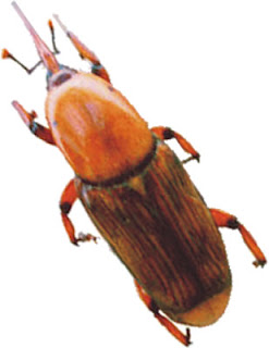 Gardening Tips from the UK to Spain!: Red Weevil in Spanish Palm Trees