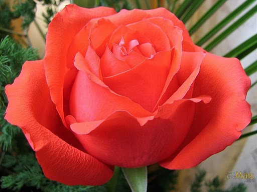 All Flowers Are Beautiful: Special Red Roses for Special Person