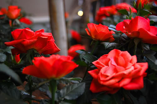 All Flowers Are Beautiful: Special Red Roses for Special Person