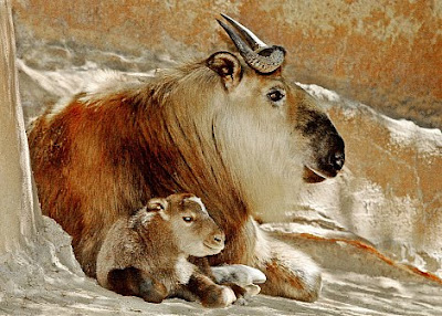 Most Amazing Photos from the World Cultures: What's a Rare Takin?