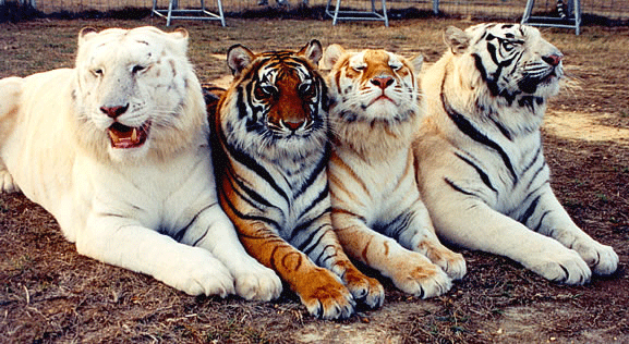 Bengal Tiger: Four Color Variation of Bengal Tigers.